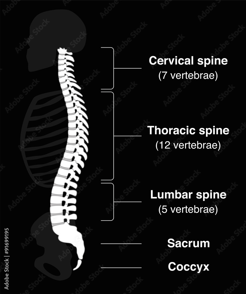 Human backbone with names of the spine sections and numbers of the ...