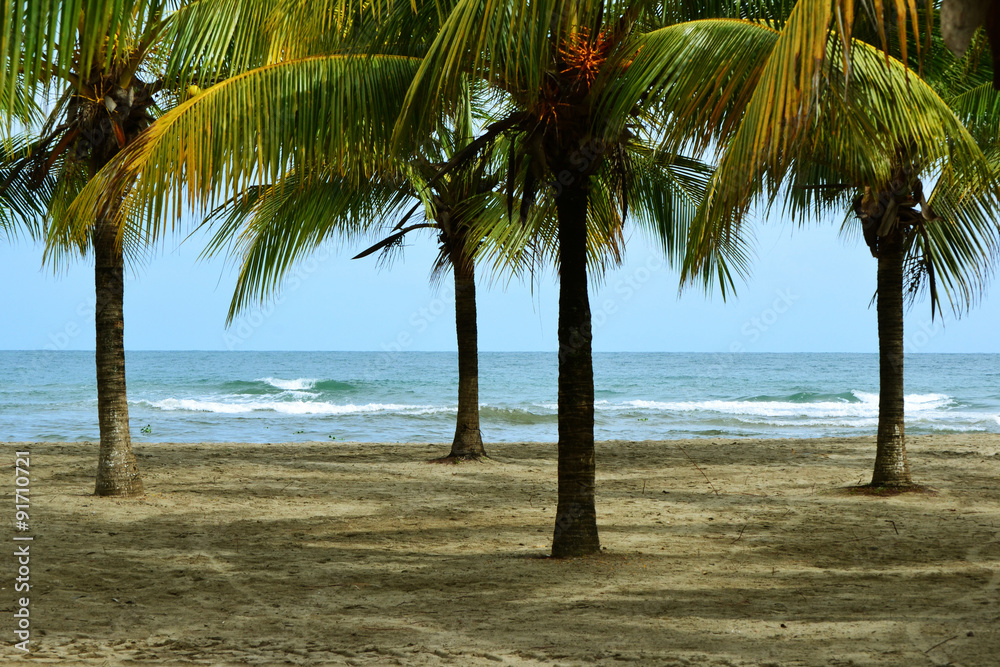 TELA BEACH PLAM TREES HONDURAS Stock Photo | Adobe Stock