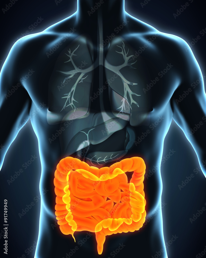 Human Intestine Anatomy Stock Illustration | Adobe Stock