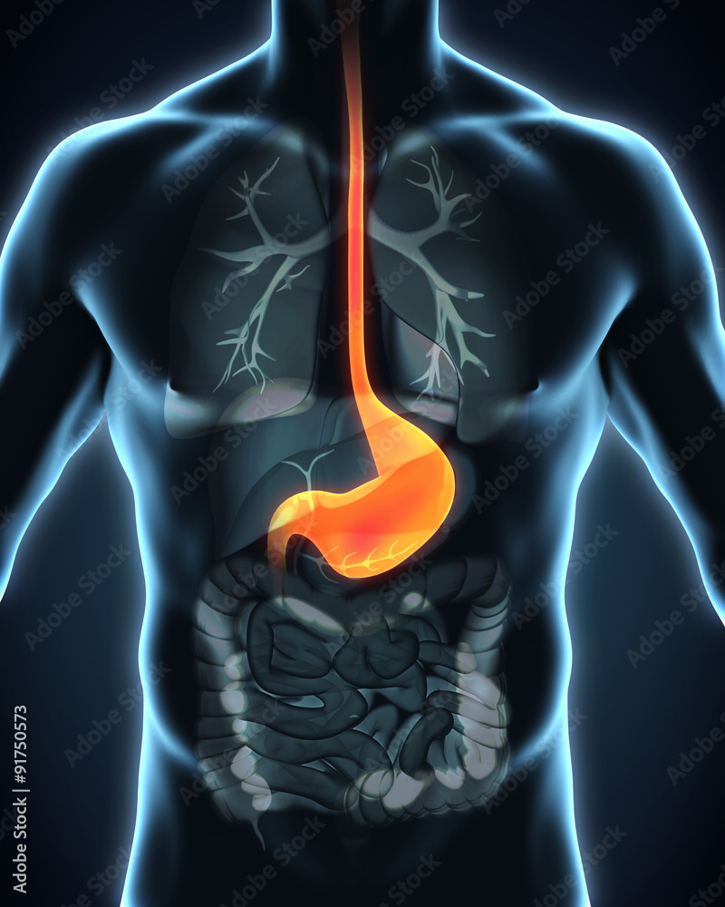 Human Stomach Anatomy Stock Illustration | Adobe Stock