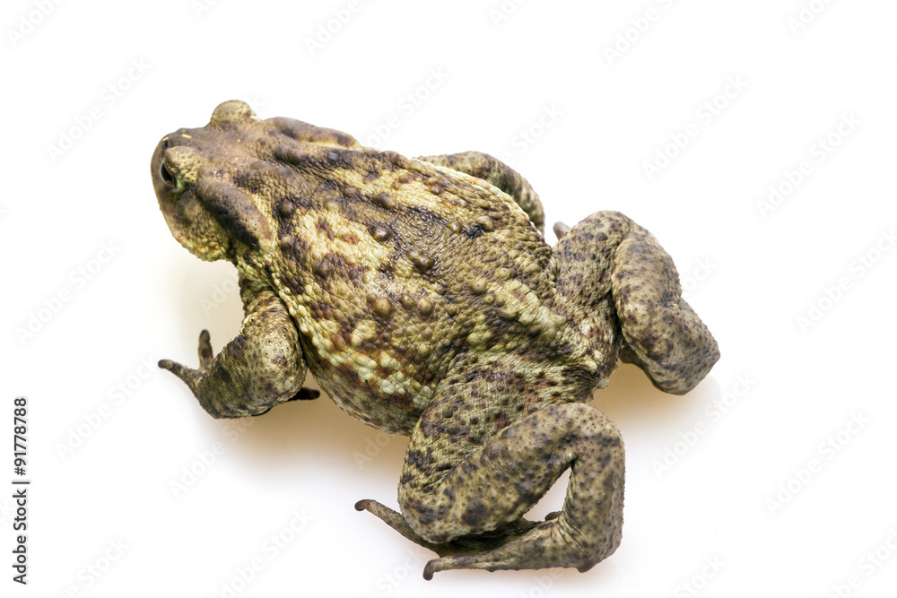 Rospo comune europeo su sfondo bianco Stock Photo | Adobe Stock