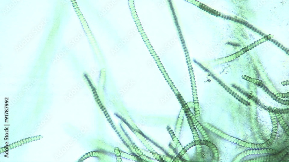 Microscopic view of Spirulina sp. blue green algae as they rotate and ...