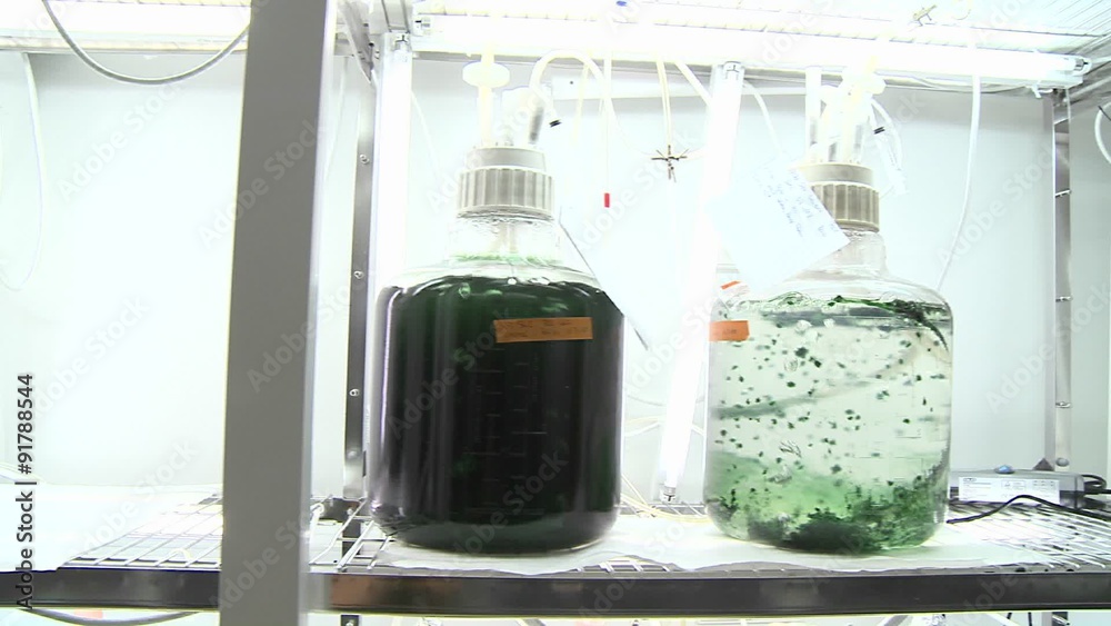 Algae flasks. Dolly movement from a photo-bioreactor we see different ...