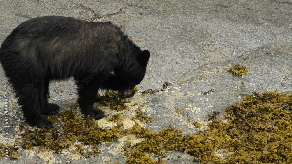 A black bear feeding on barnacles in the inner tidal zone in Tracy Arm ...