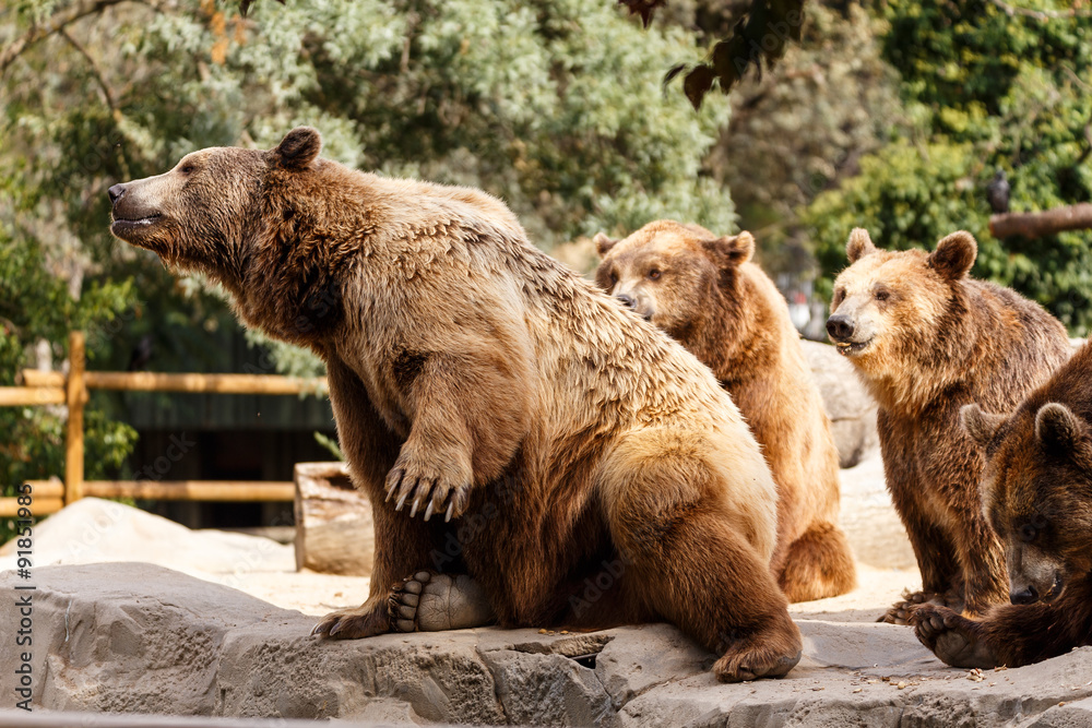 oso pardo Stock Photo | Adobe Stock