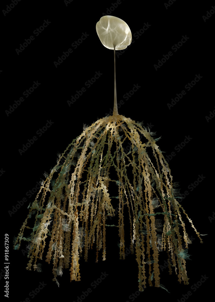 An illustration of the extinct marine animals known as Dictyonema ...