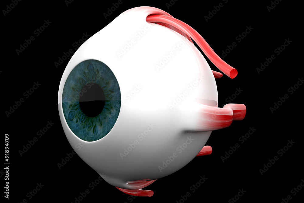 Human Eyeball Dissection