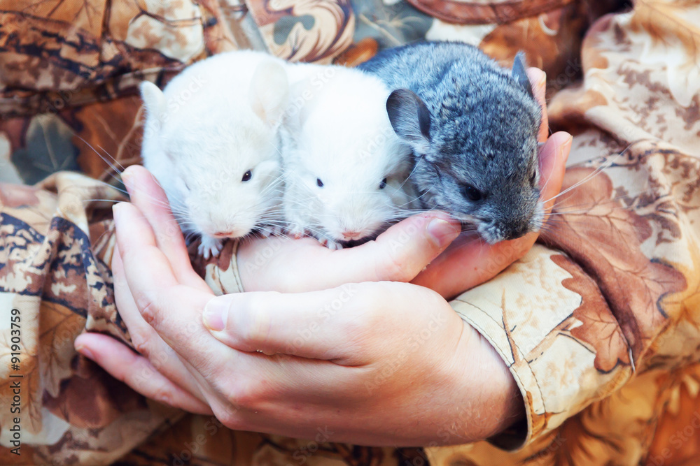 Cute Baby Chinchillas Size Of Finger