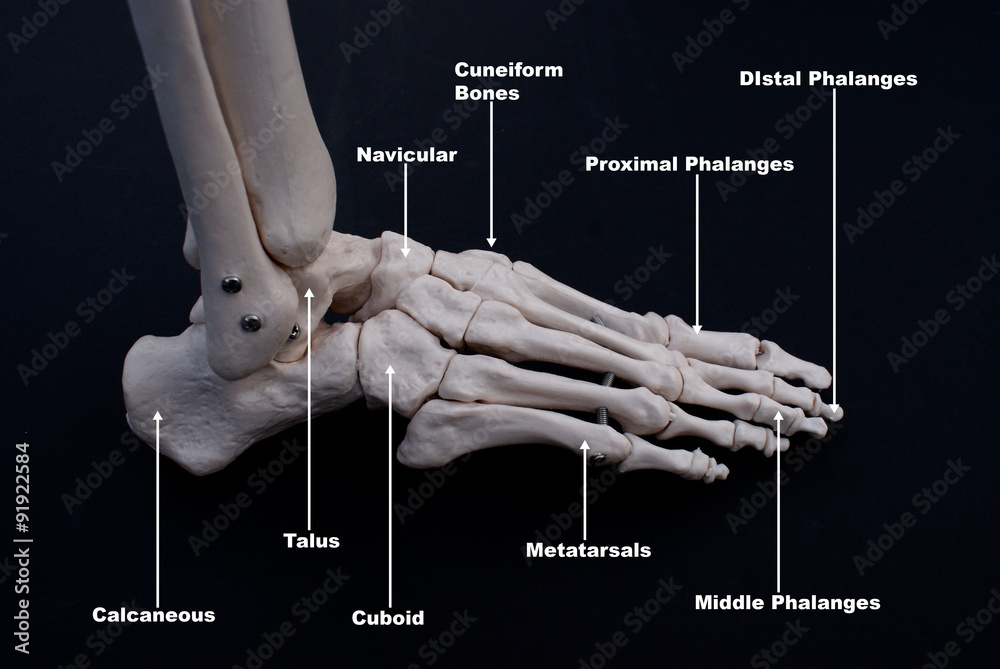 Bones of The Foot, Lateral View, Labelled Stock Photo | Adobe Stock