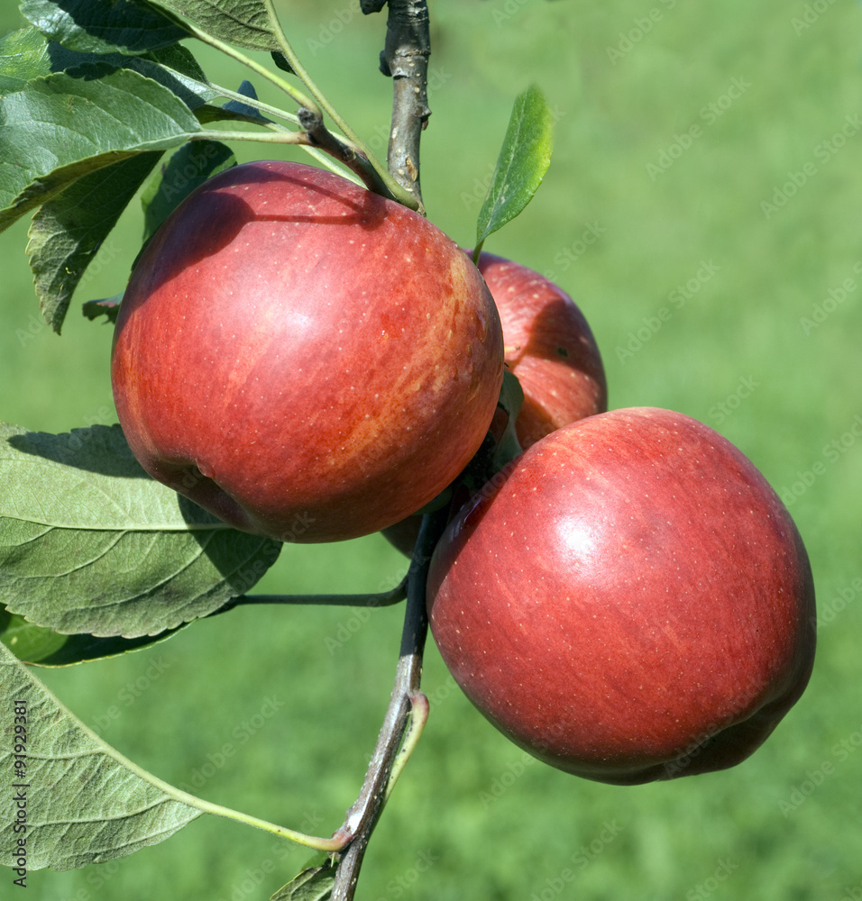 Elstar, Apfel, Malus, domestica, Stock-Foto | Adobe Stock