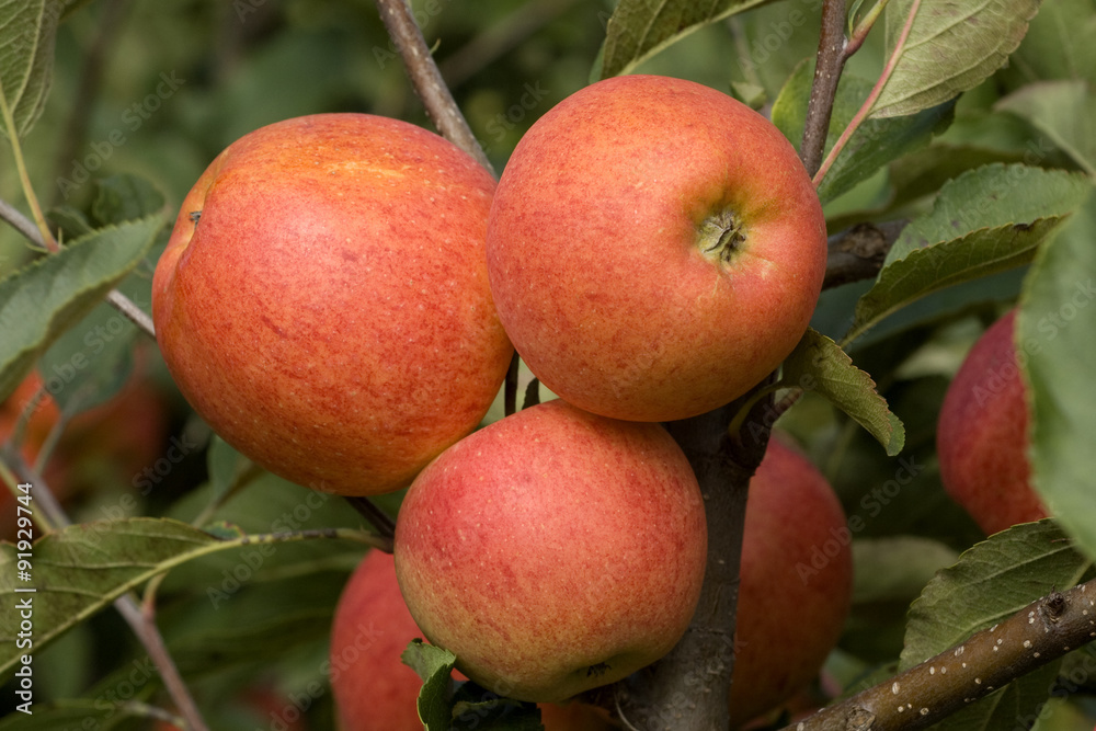 Elstar, Apfel, Malus, domestica, Stock-Foto | Adobe Stock