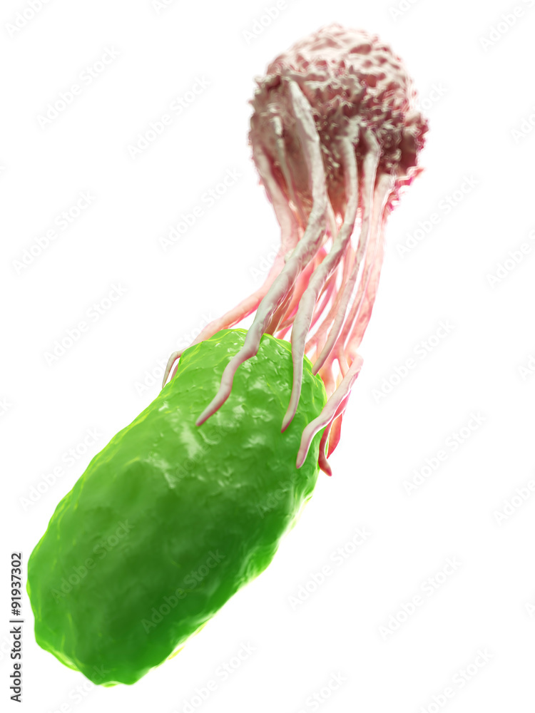 medically accurate illustration of a white blood cell engulfing a ...