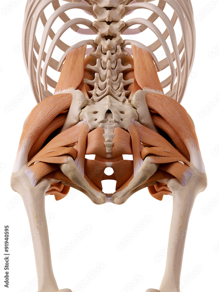 medically accurate anatomy illustration - hip muscles Stock ...