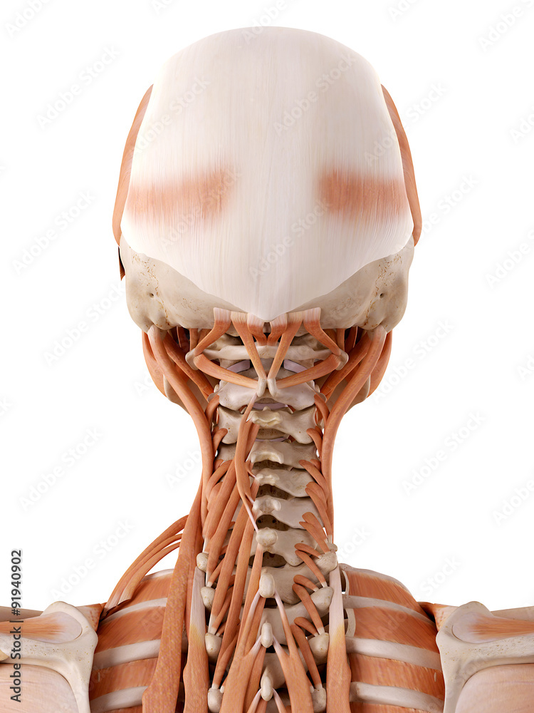 medically accurate anatomy illustration - neck muscles Stock ...