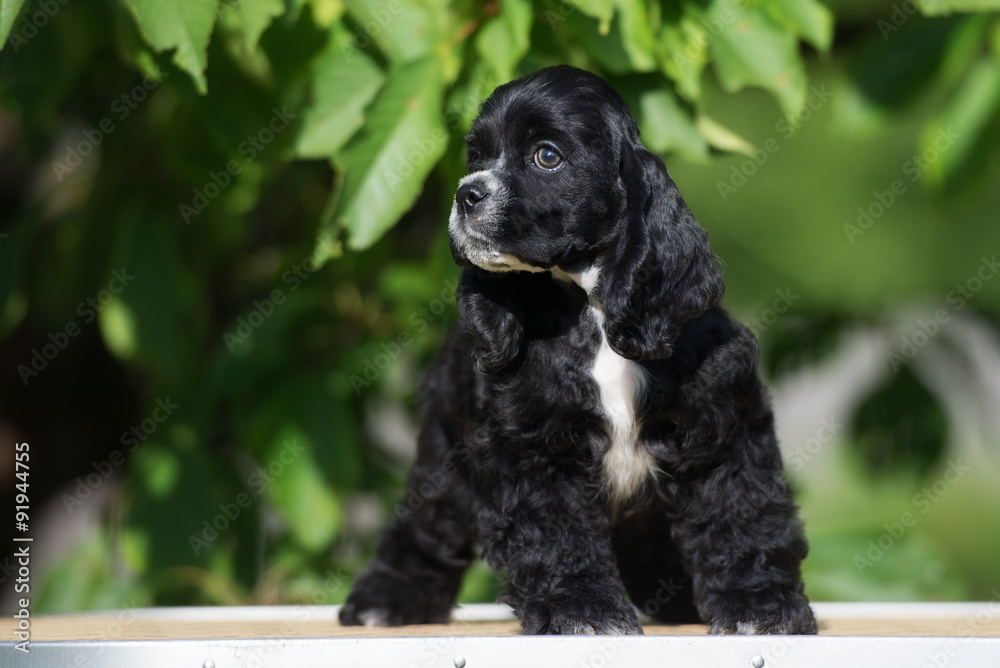 American Cocker Spaniel Puppies Black