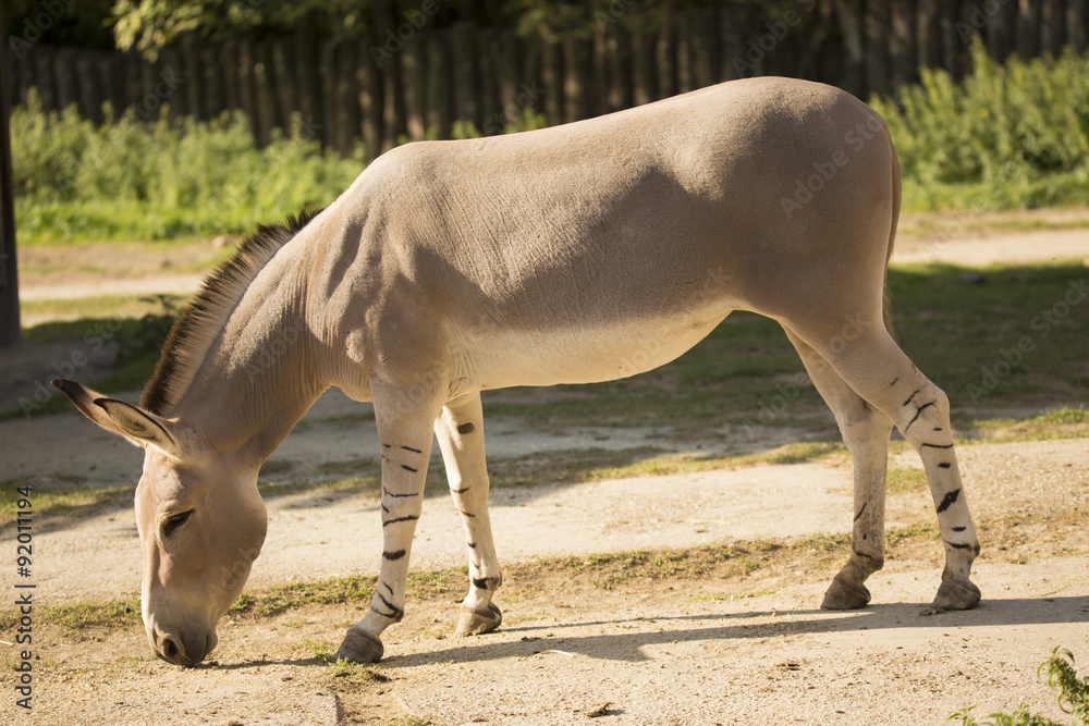 rare Somali wild ass, Equus africanus somaliensis Stock Photo | Adobe Stock