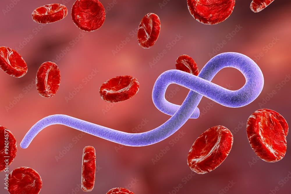 Illustration of Ebola virus in blood with red blood cells, model of ...
