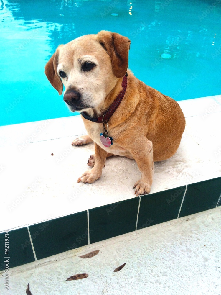 A dog sitting by a swimming pool Stock Photo | Adobe Stock