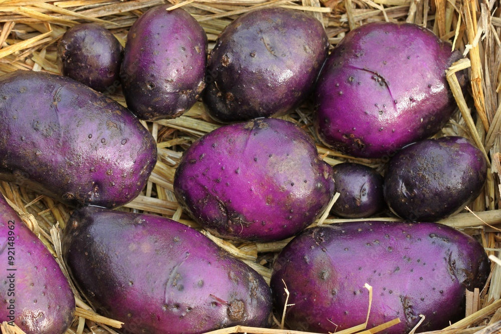 Violette Kartoffeln "Blauer Schwede"auf Stroh Stock-Foto | Adobe Stock