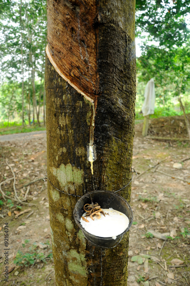 Milky latex extracted from rubber tree or a.k.a. Hevea Brasiliensis as ...