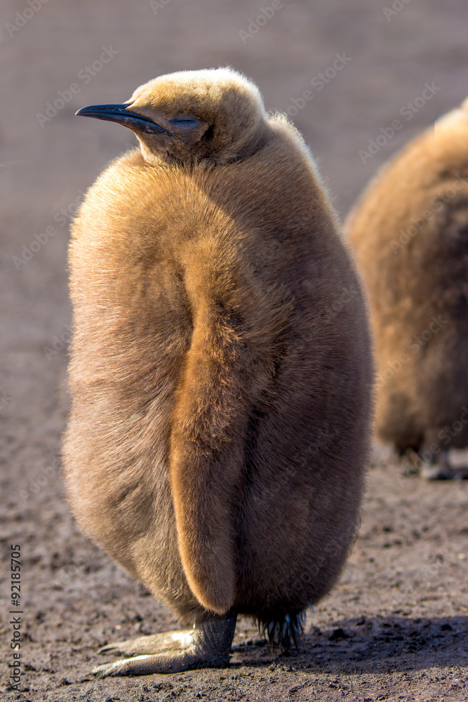 King Penguin Chick