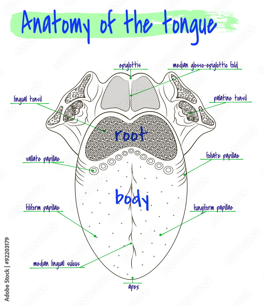 anatomy of the human tongue Stock Vector | Adobe Stock