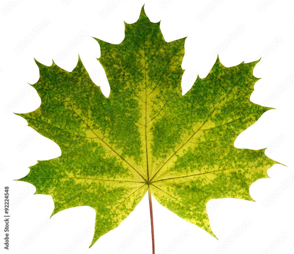 Autumn leaf maple on a white background isolated with clipping path ...