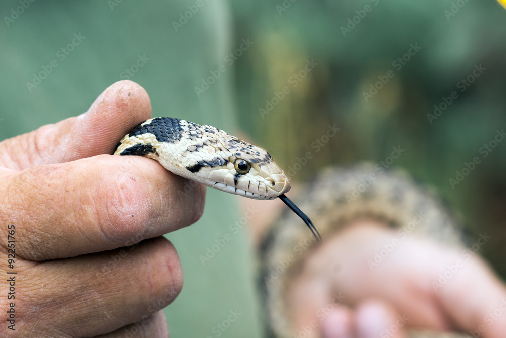 Baby Great Basin Gopher Snake