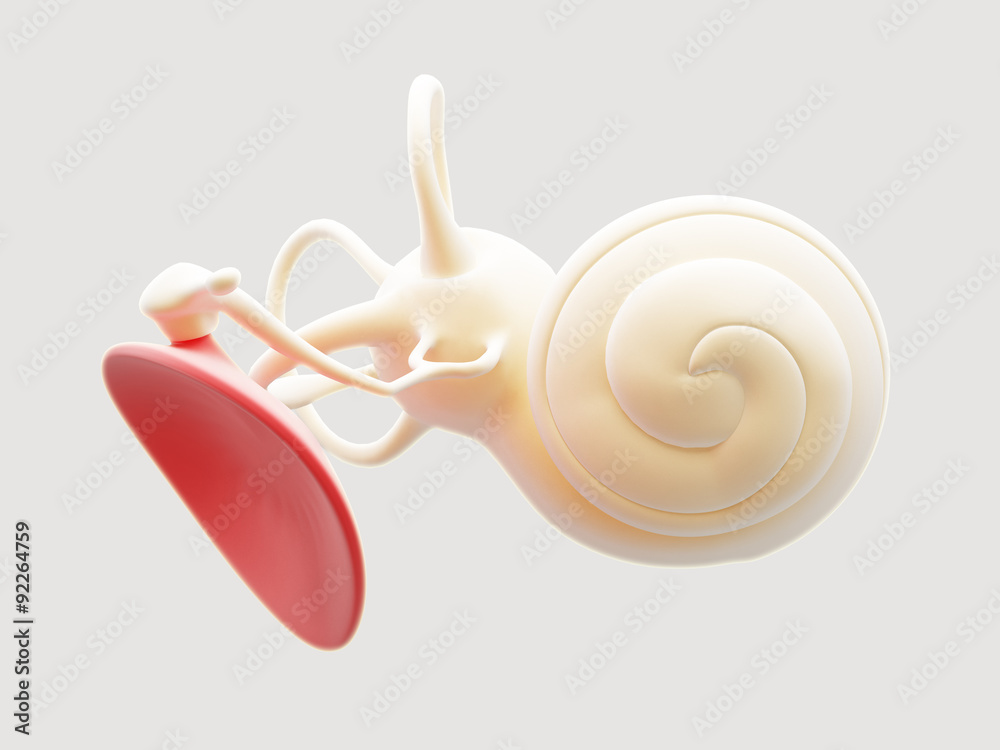 Inner ear structure Stock Illustration | Adobe Stock