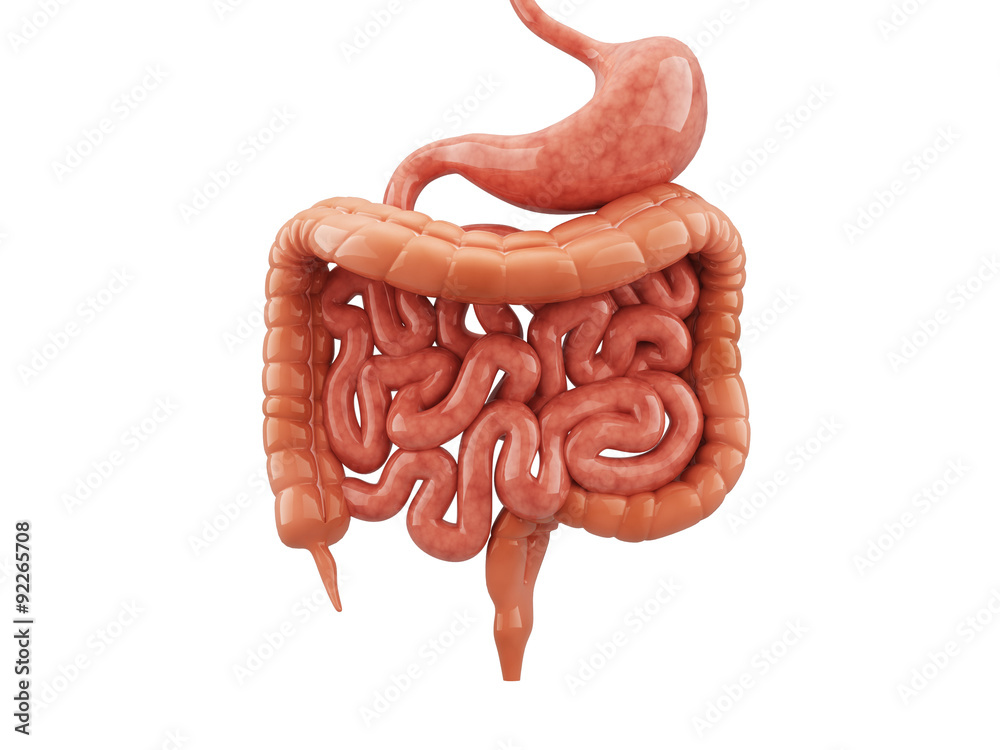 Human anatomy digestive system cutaway, including mouth. The other ...