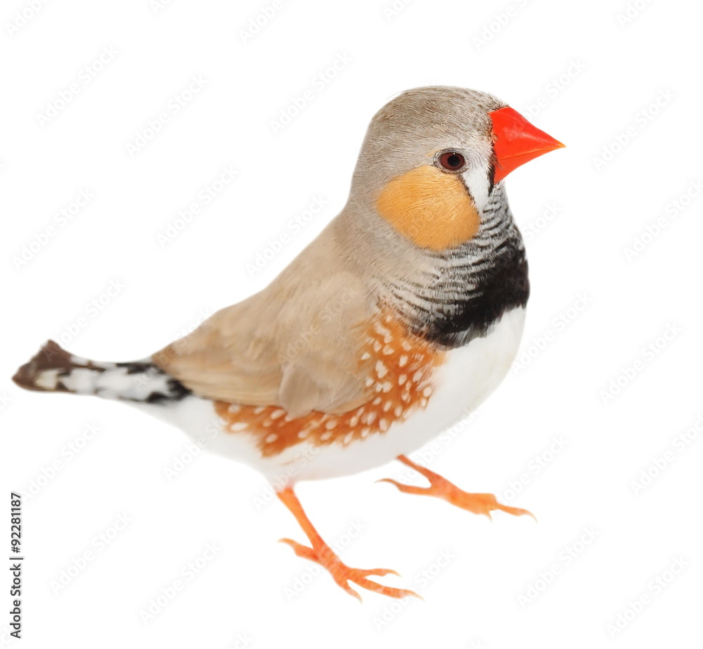 zebra finch isolated on white background with clipping path ...