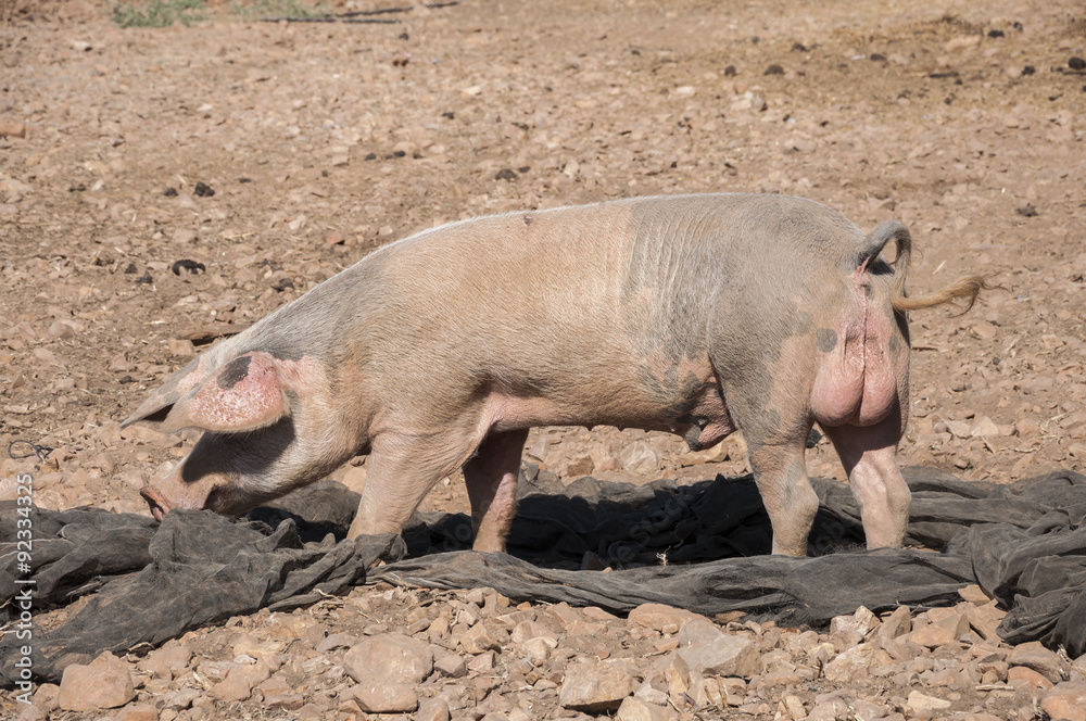 Uncastrated male pig feeding in a fallow field Stock Photo | Adobe Stock