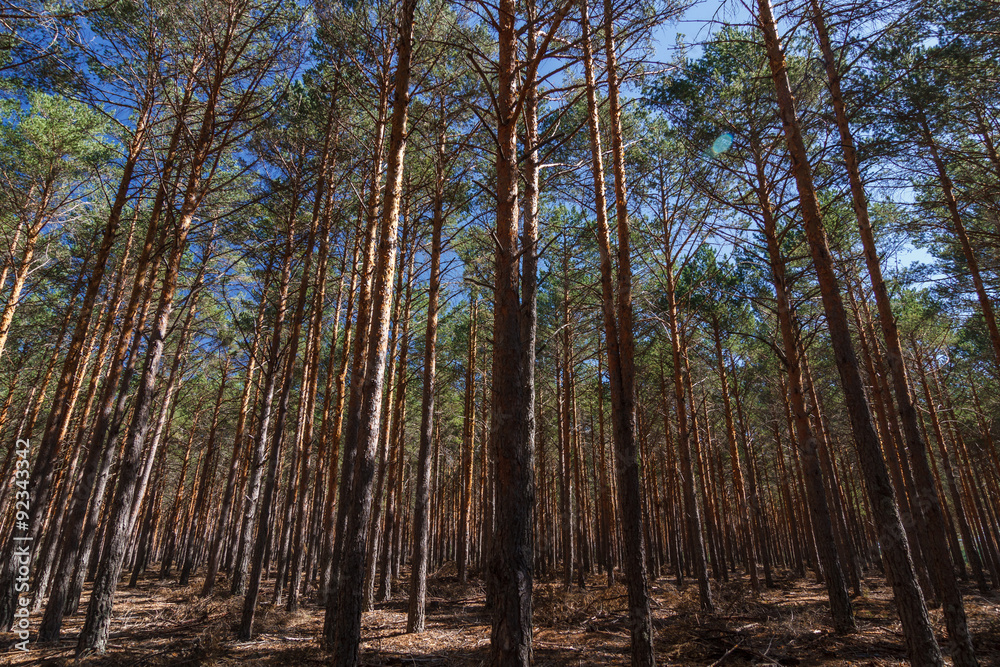 Pinus sylvestris. Bosque de Pino silvestre, albar. Sierra de la Culebra ...