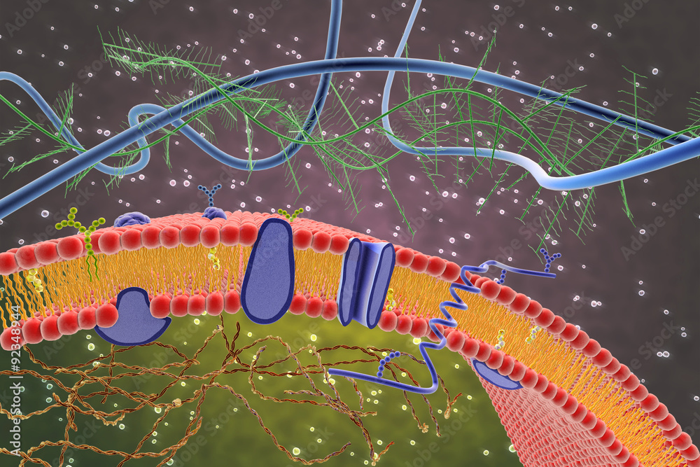 Zellwand Stock-Illustration | Adobe Stock