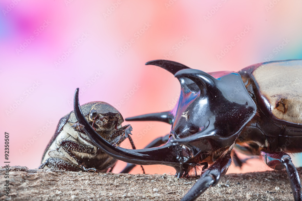 5-Horned Rhinoceros Beetle, Eupatorus gracilicornis beetle whit Stock ...
