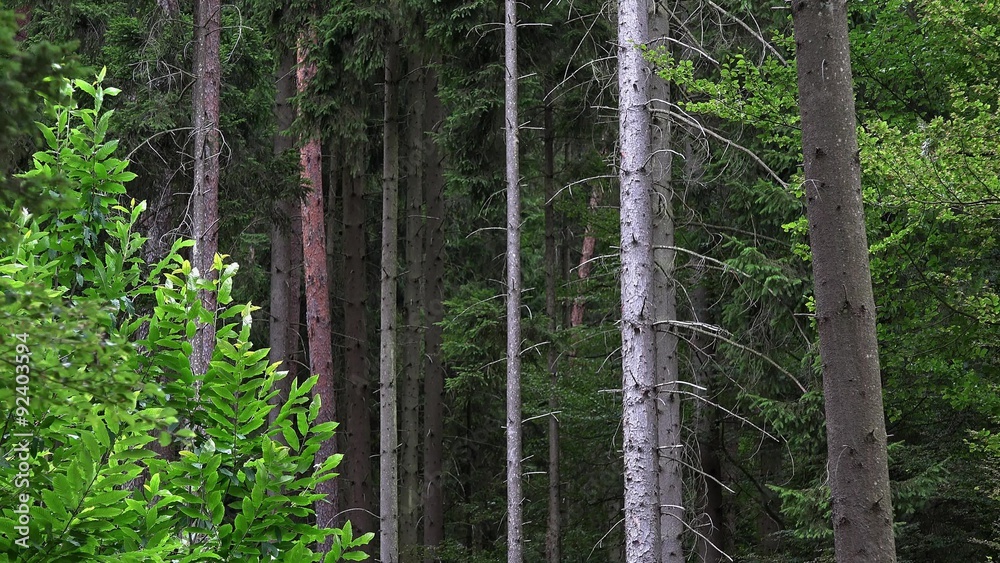 Forest footage background (4K UHD) Stock Video | Adobe Stock