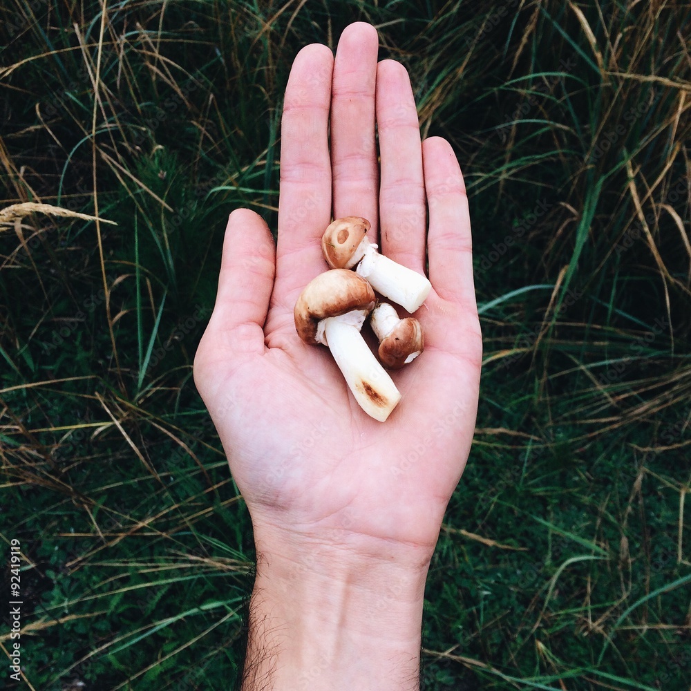 mushrooms on the hand in the forest Stock Photo | Adobe Stock