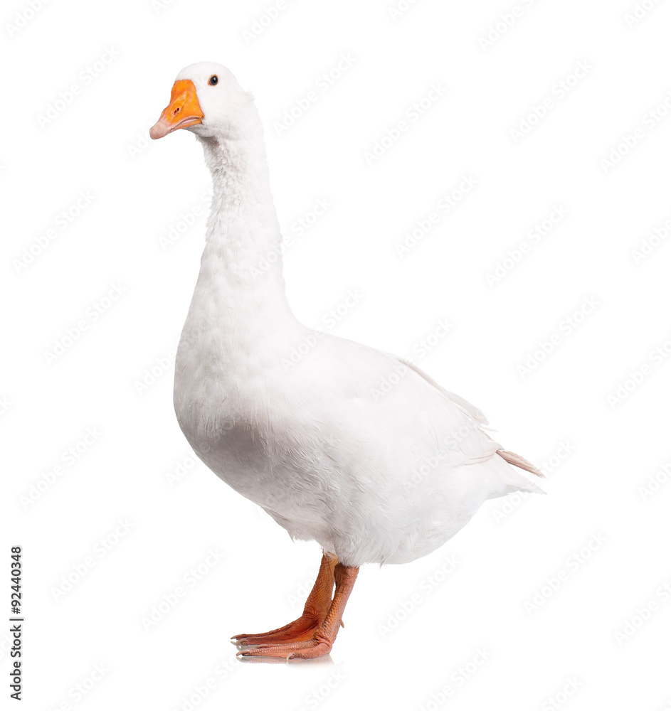 Domestic goose Stock Photo | Adobe Stock