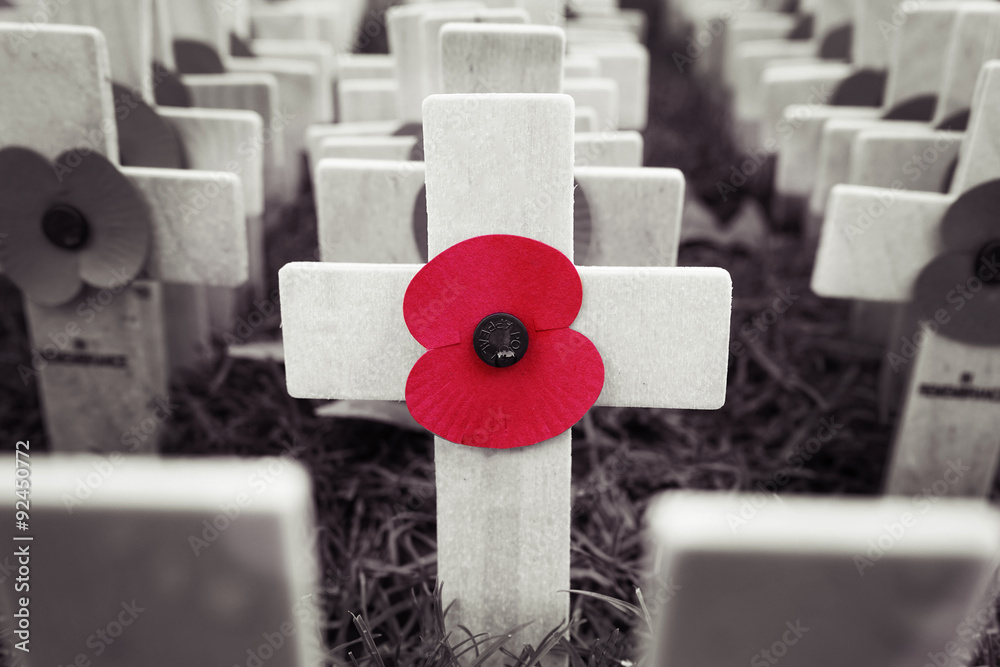 Poppy Cross, Remembrance day display Stock Photo | Adobe Stock