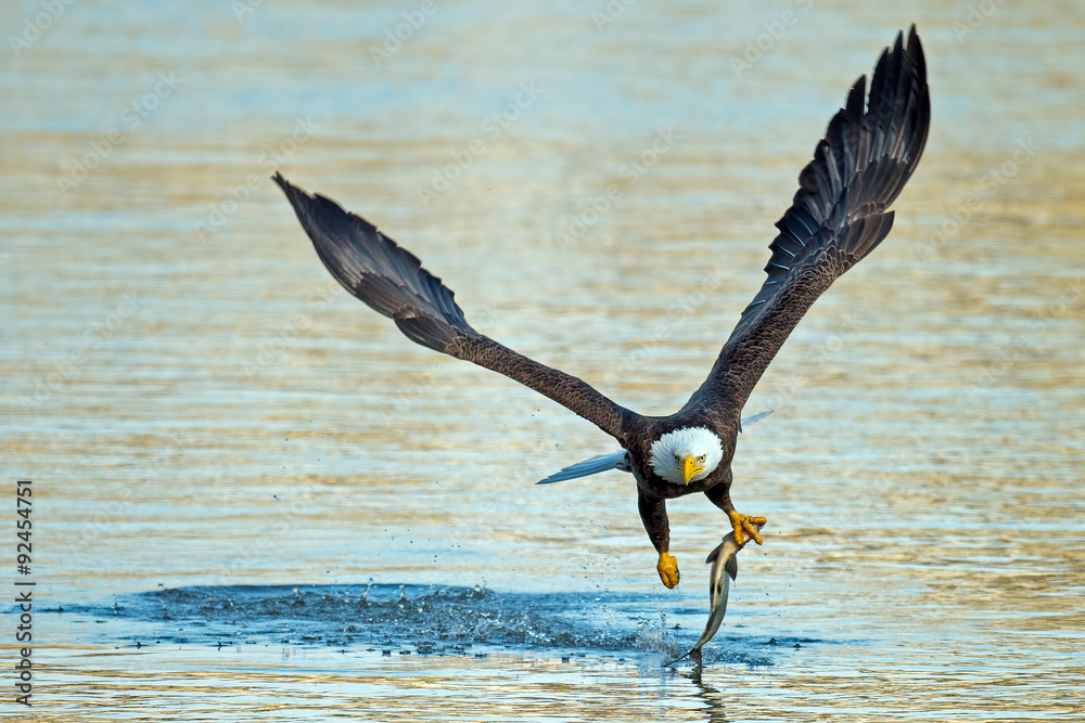 American Bald Eagle Grabbing Fish Stock Photo | Adobe Stock