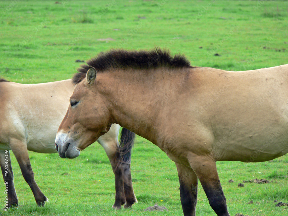 Das Przewalski-Pferd - ein Wildpferd Stock-Foto | Adobe Stock