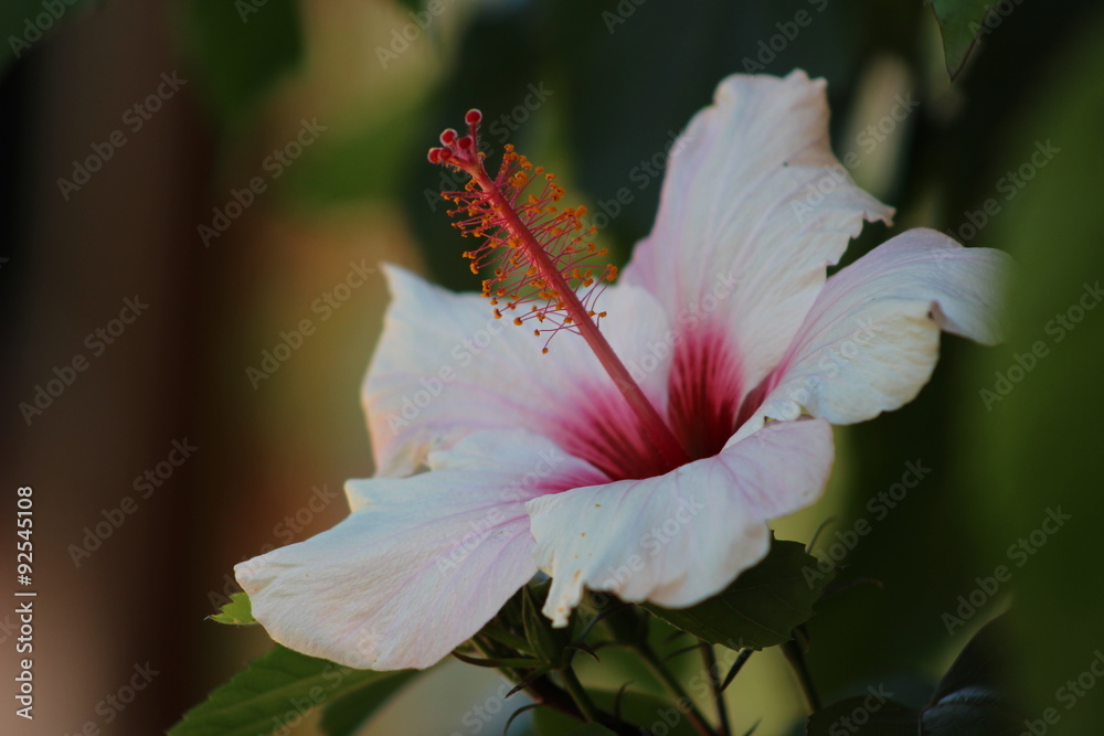 Flor de hibisco, Hibiscus rosa-sinensis Stock Photo | Adobe Stock