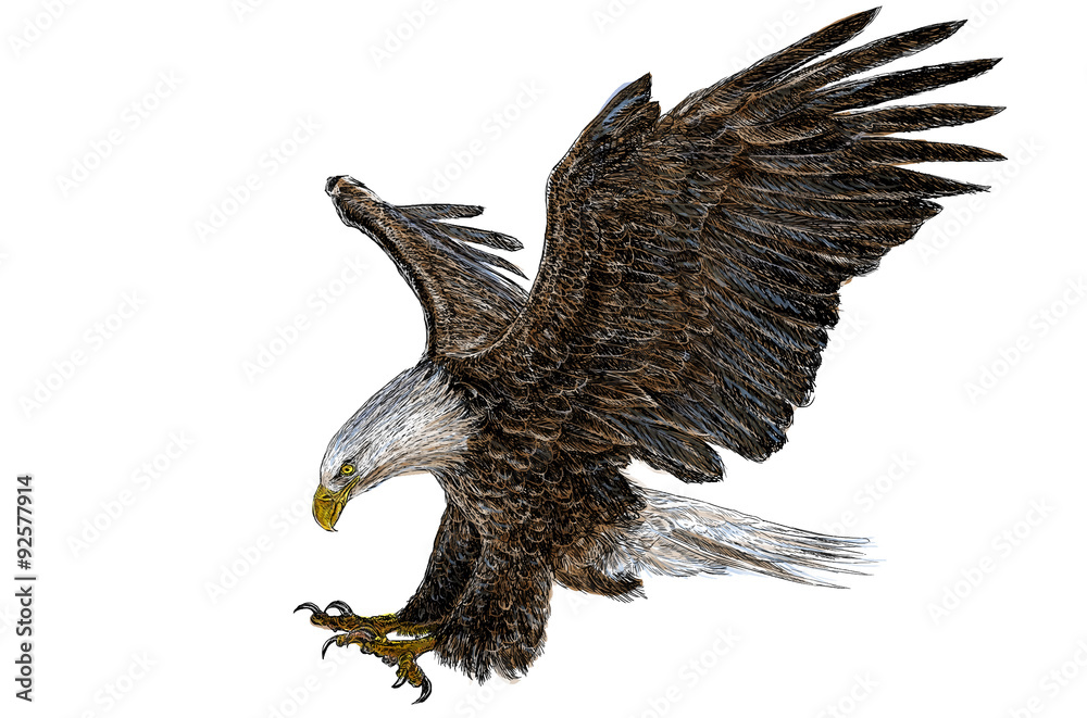 Golden Eagles Flying Drawing