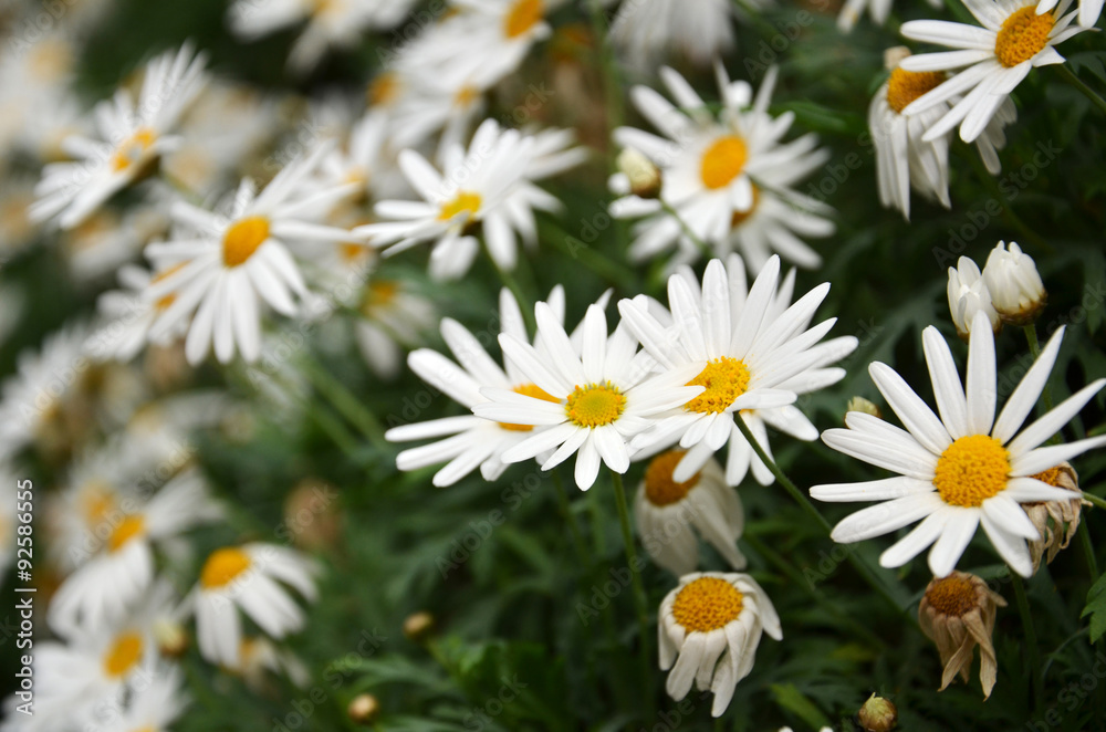 Fotografia do Stock: White daisy flower in the Gardens by the Bay ...