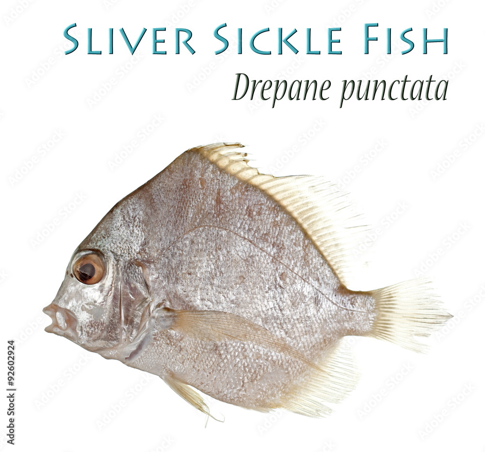 Sliver Sickle Fish Stock Photo | Adobe Stock
