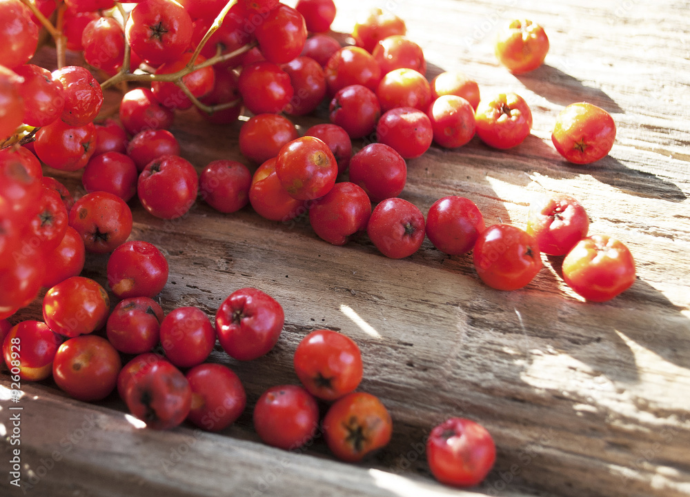 Vogelbeeren, Beeren der Eberesche, Sorbus aucuparia und Tannenzapfen ...
