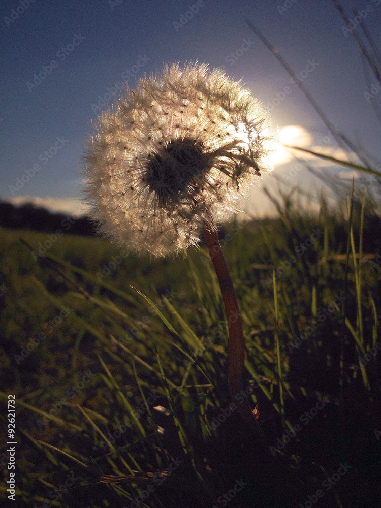 Pusteblume im Herbst foto de Stock | Adobe Stock