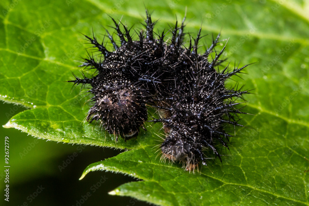 Small black spiky caterpillar on green leaf. Will grow up to be a ...