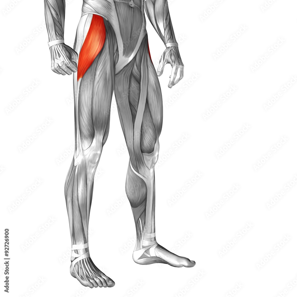 Conceptual 3D human front upper leg muscle anatomy Stock Illustration ...