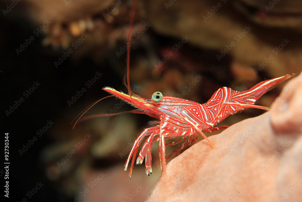 Durban Dancing Shrimp (Rhynchocinetes Durbanensis, aka Hingebeak Prawn ...